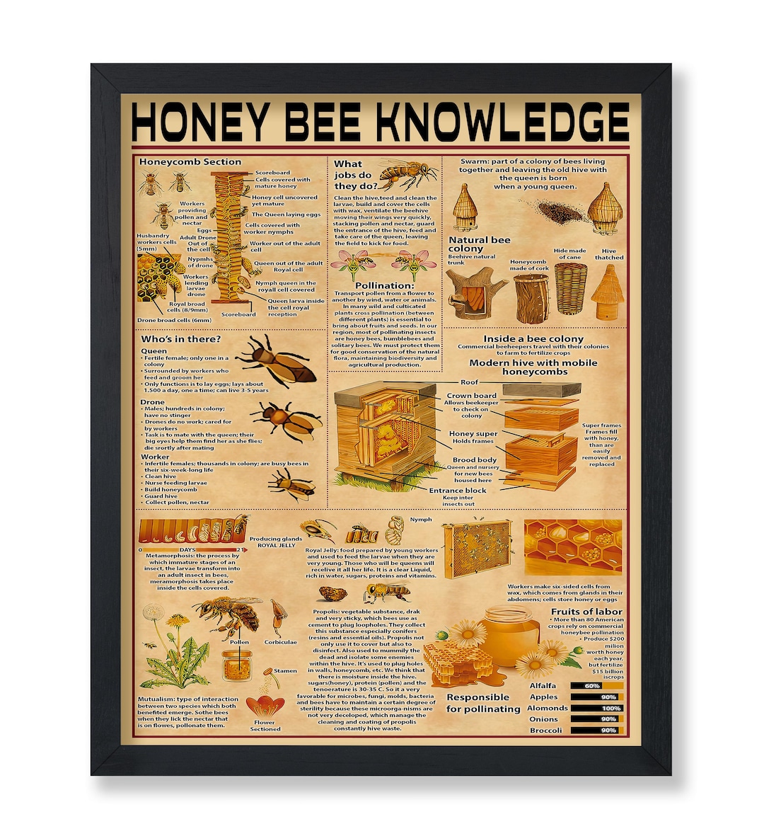 Honey Bee Knowledge Poster - Infographic Print - Honey Art - Animal Art ...