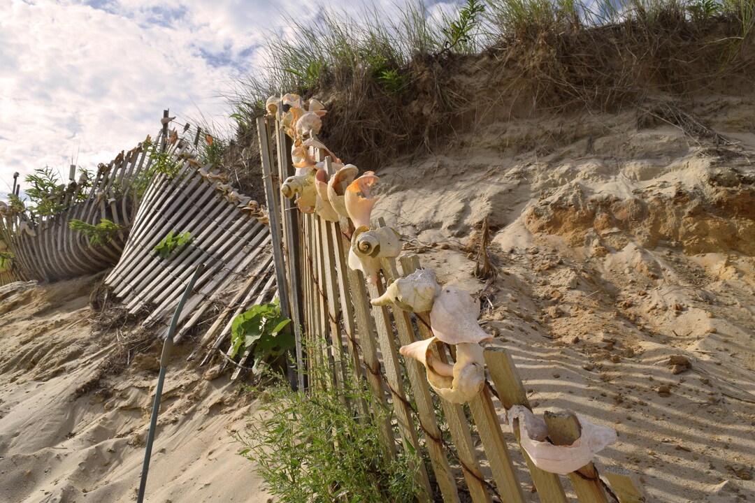 Shell-adorned Coastal Fence | Nantucket Beach Photography | Serene ...