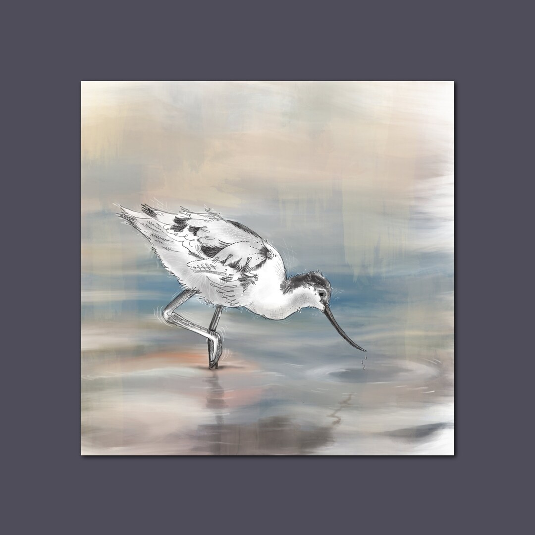 Avocet Card SQ20 / British Coastal Birds / Bird Greetings Card ...