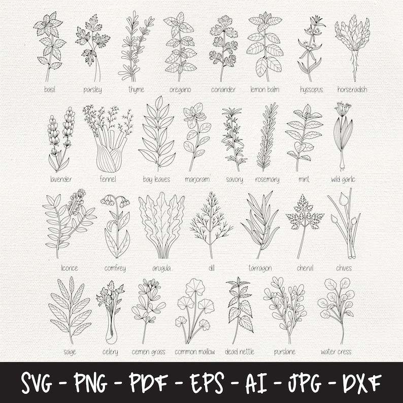 Kitchen Herb SVG Bundle: Farmhouse Jar Labels (digital Download) - Etsy