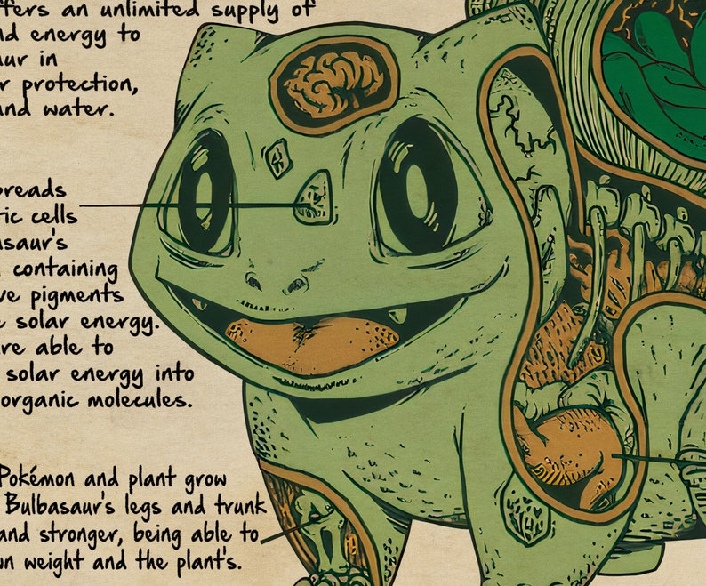 Pokemon Anatomy Poster, Pokemon Poster Bulbasaur Anatomy, Bulbasaur ...