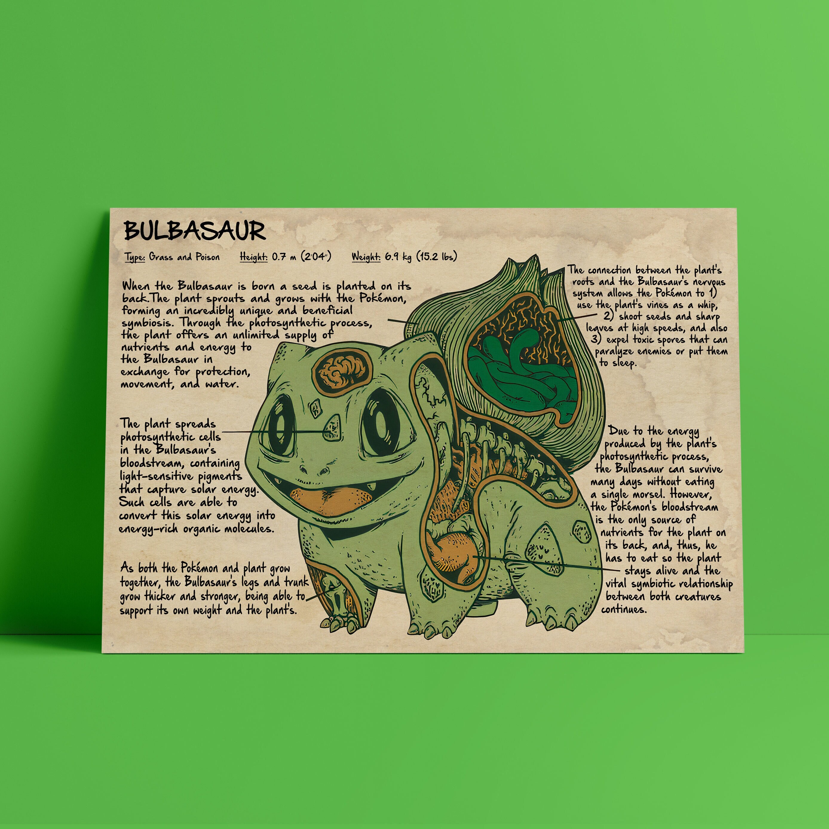 Pokemon Anatomy Poster, Pokemon Poster Bulbasaur Anatomy, Bulbasaur ...