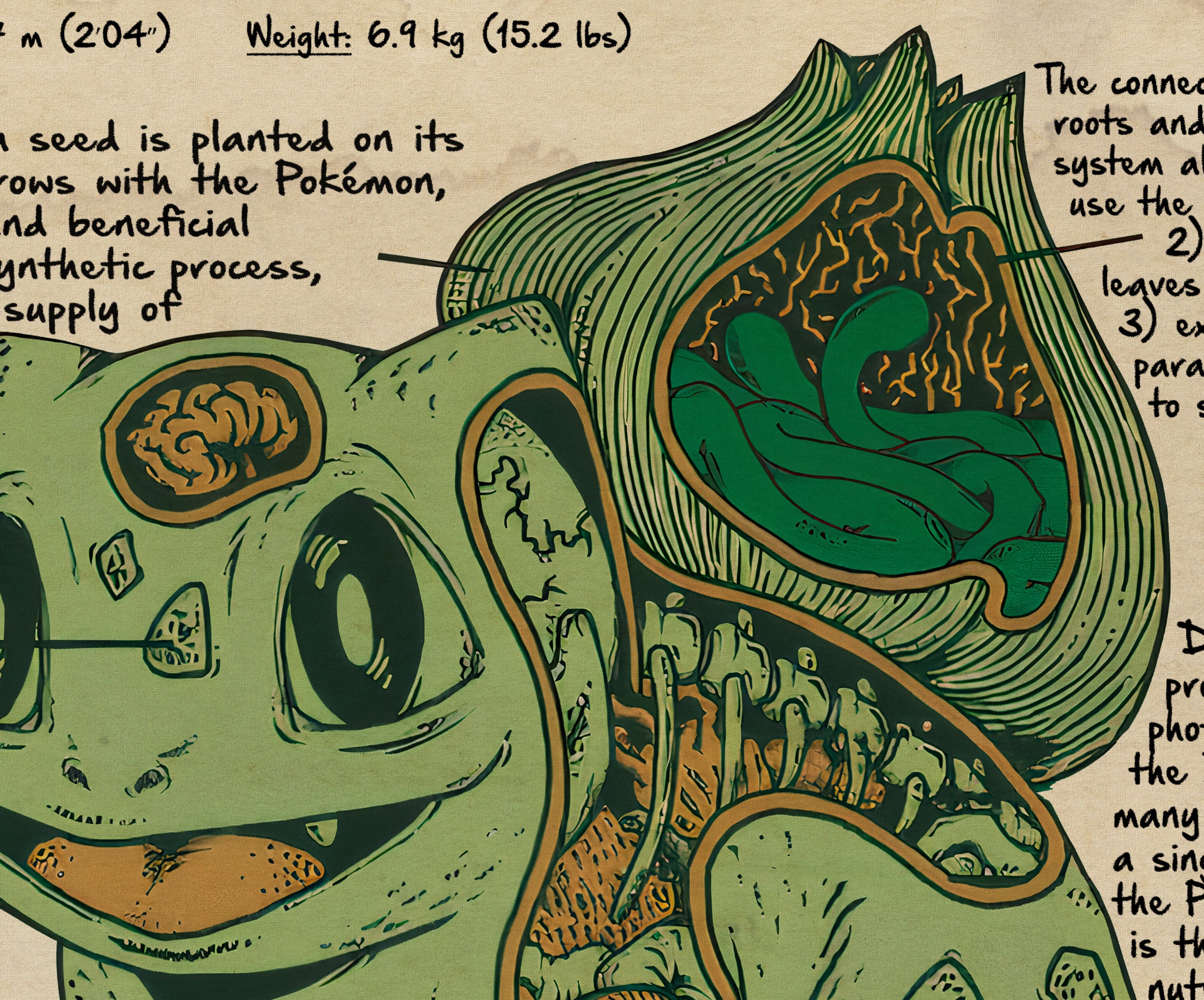 Pokemon Anatomy Poster, Pokemon Poster Bulbasaur Anatomy, Bulbasaur ...