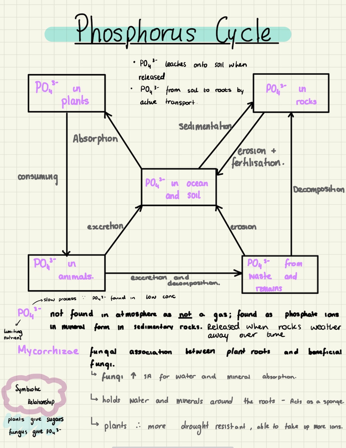AQA A LEVEL BIOLOGY Topic 5 Nitrogen and Phosphorus Cycle Notes - Etsy