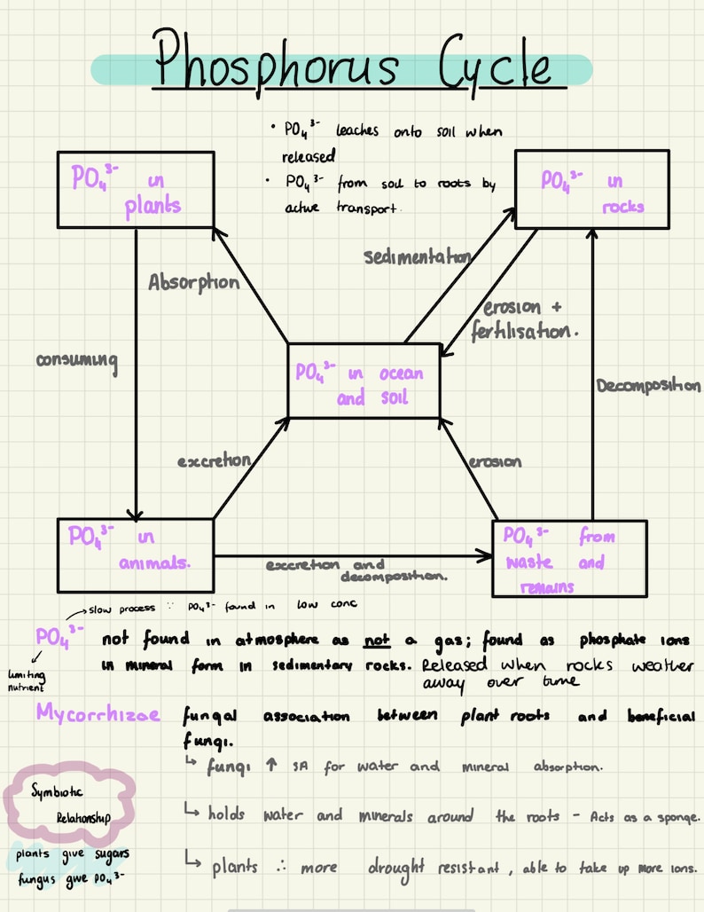 AQA A LEVEL BIOLOGY Topic 5 Nitrogen and Phosphorus Cycle Notes - Etsy