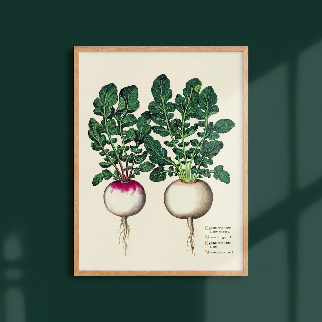 Vegetable Botanical Board Round Turnips - Etsy