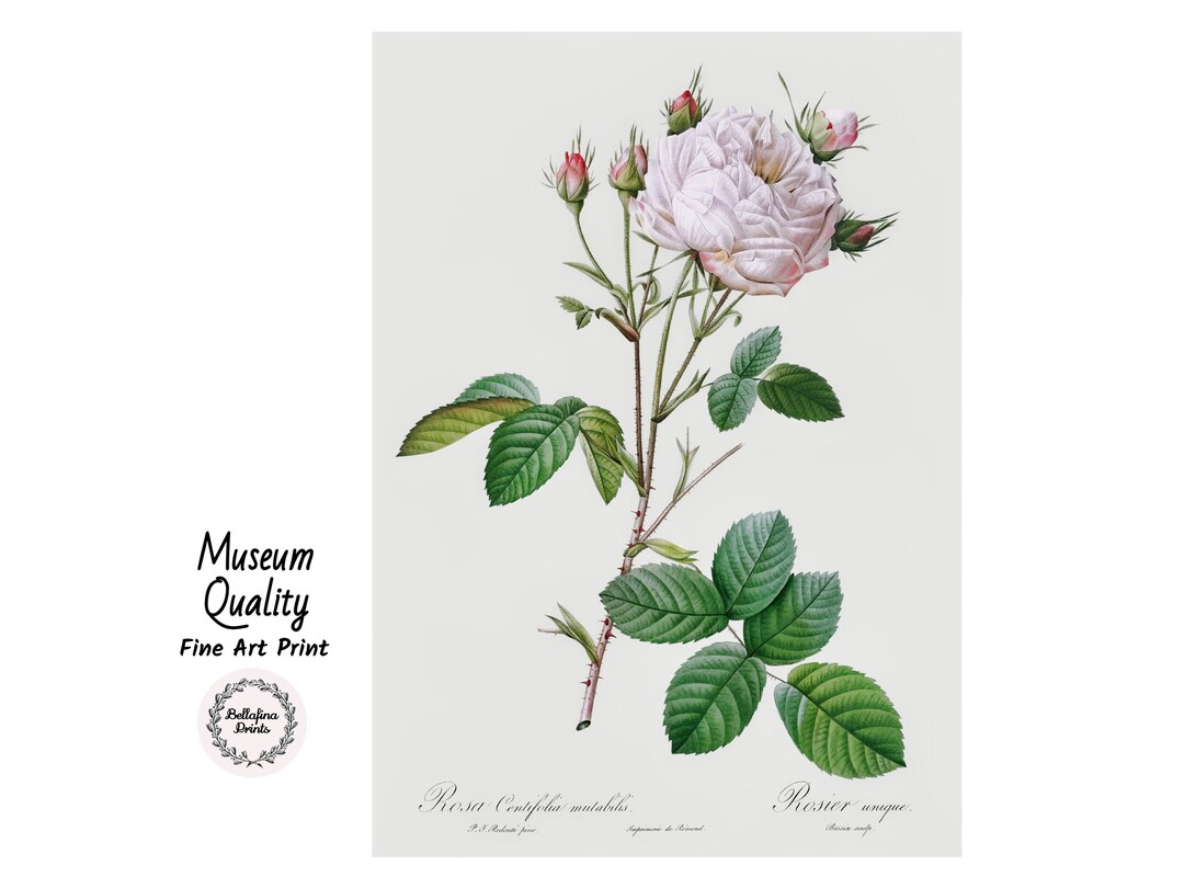 Pierre-joseph Redouté: Cabbage Rose White Provence-unique Blance From ...