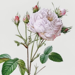 Pierre-joseph Redouté: Cabbage Rose White Provence-unique Blance From ...