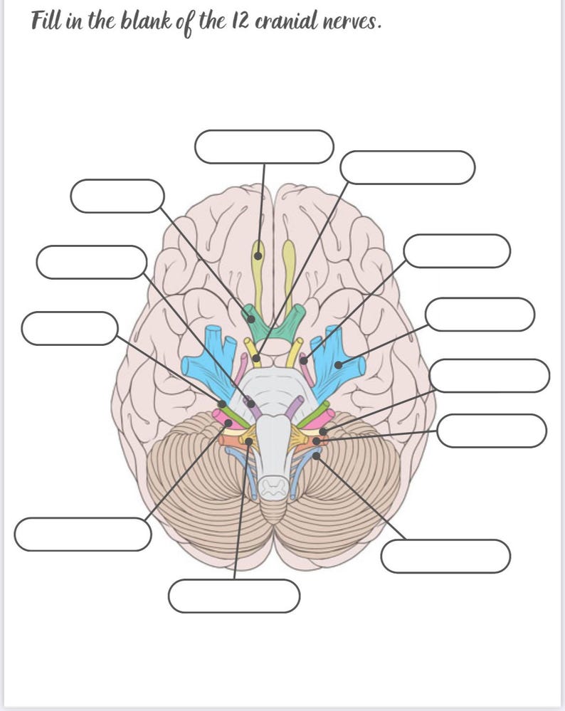 Cranial Nerves Worksheet Printable Anatomy Study Notes With Practice ...