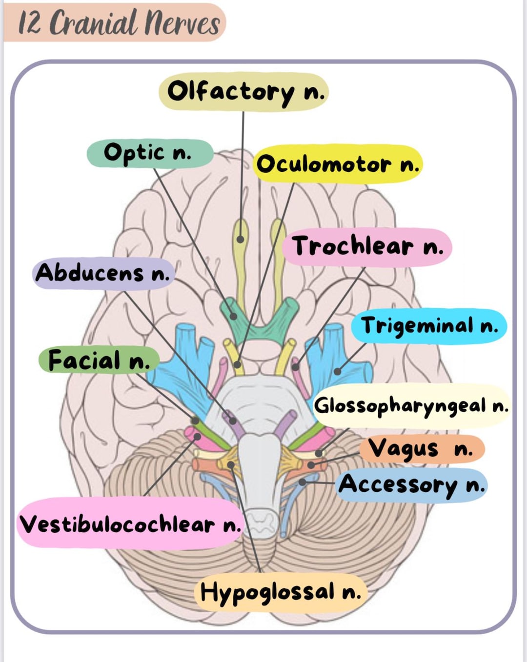Cranial Nerves Worksheet Printable Anatomy Study Notes With Practice ...