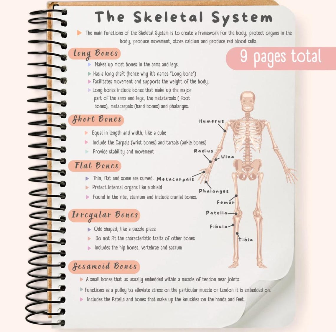Skeletal System Study Guide Printable Anatomy Study Notes With Practice ...
