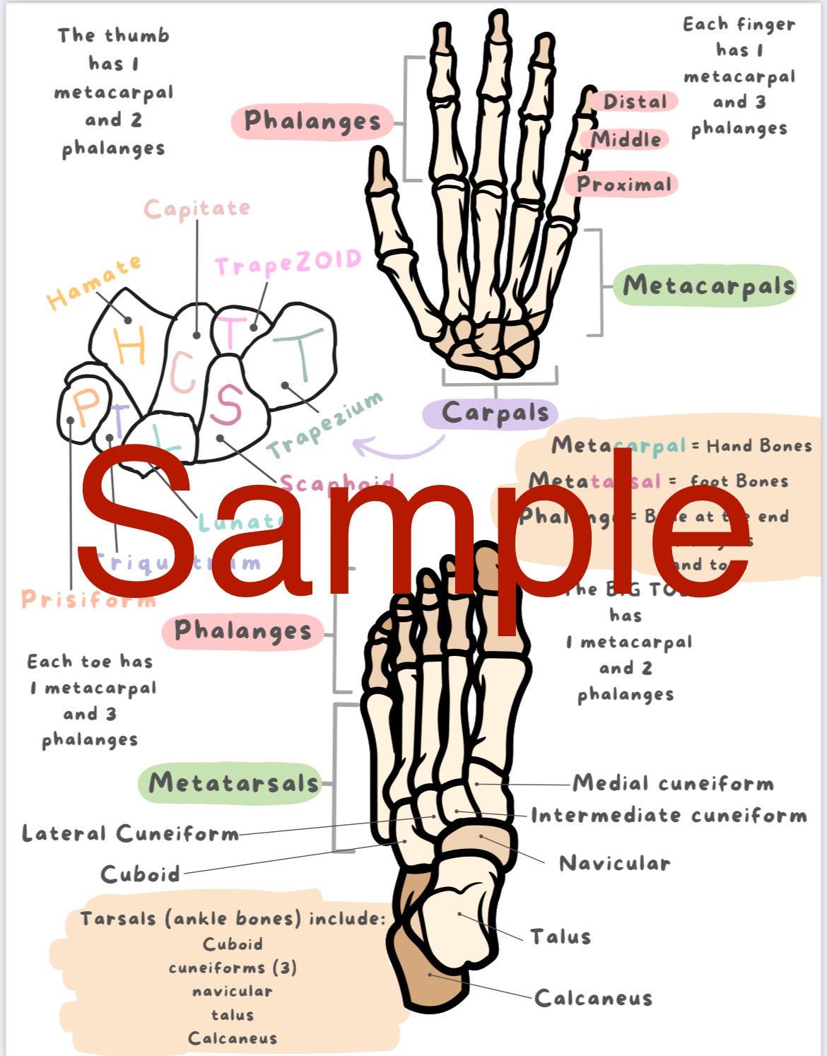 Skeletal System Study Guide Printable Anatomy Study Notes With Practice ...
