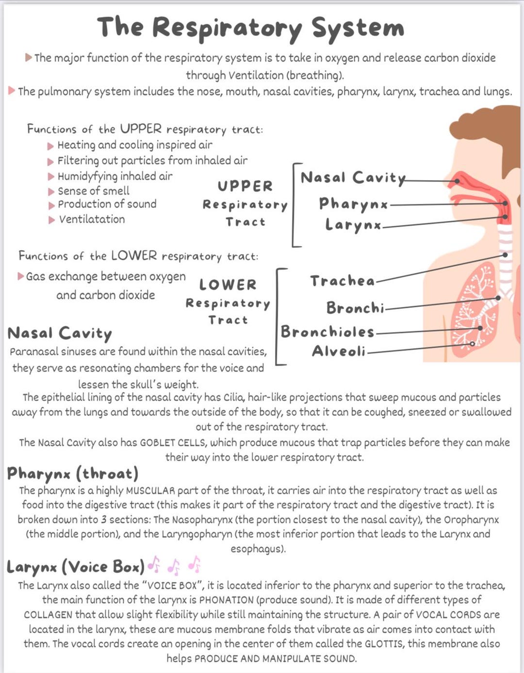Respiratory System Study Guide Printable | Anatomy Study Notes With ...