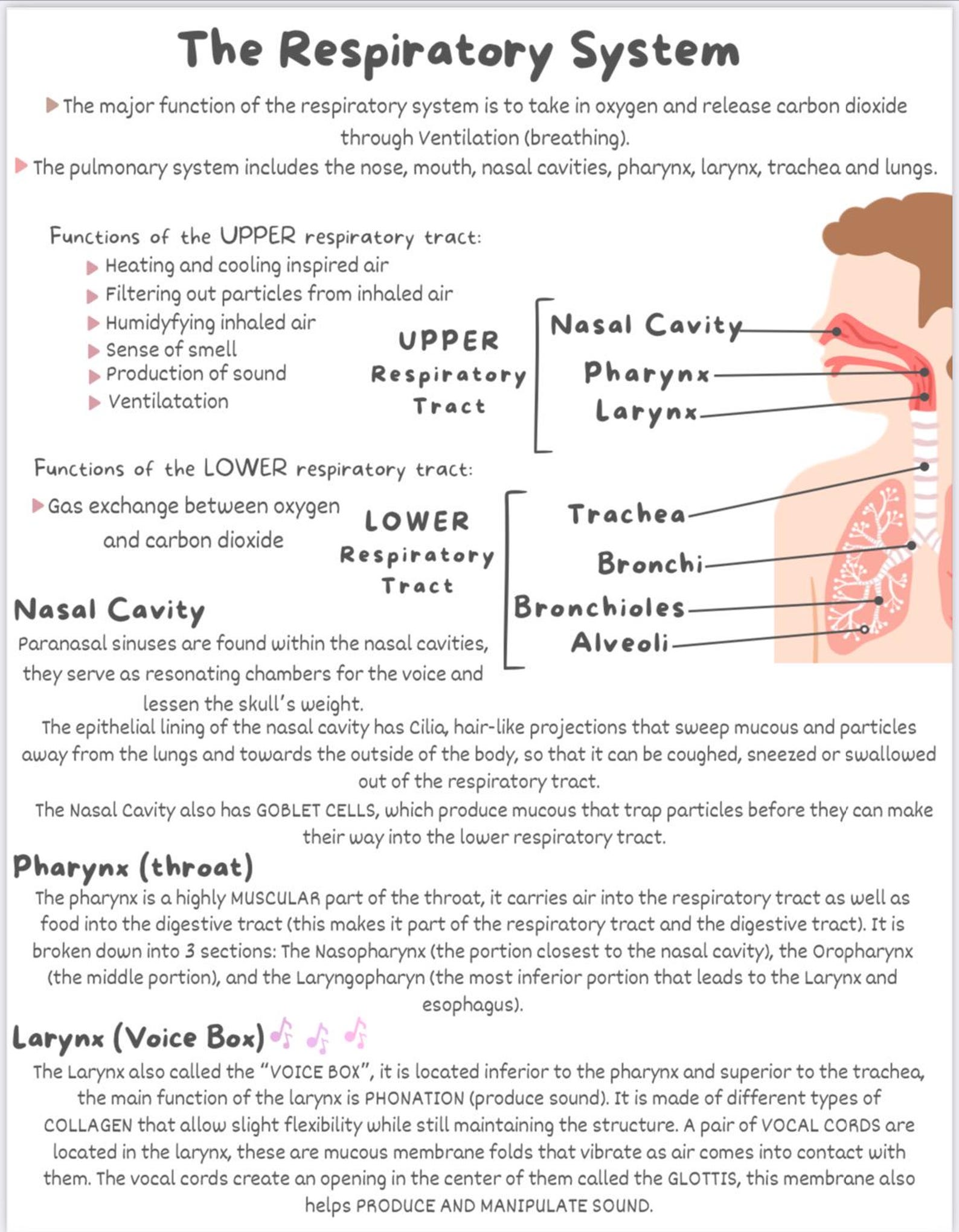 Respiratory System Study Guide Printable | Anatomy Study Notes With ...