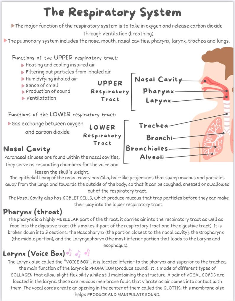 Respiratory System Study Guide Printable | Anatomy Study Notes With ...