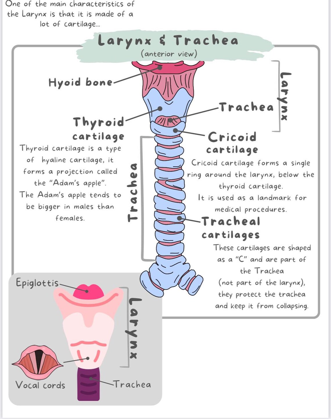 Respiratory System Study Guide Printable | Anatomy Study Notes With ...