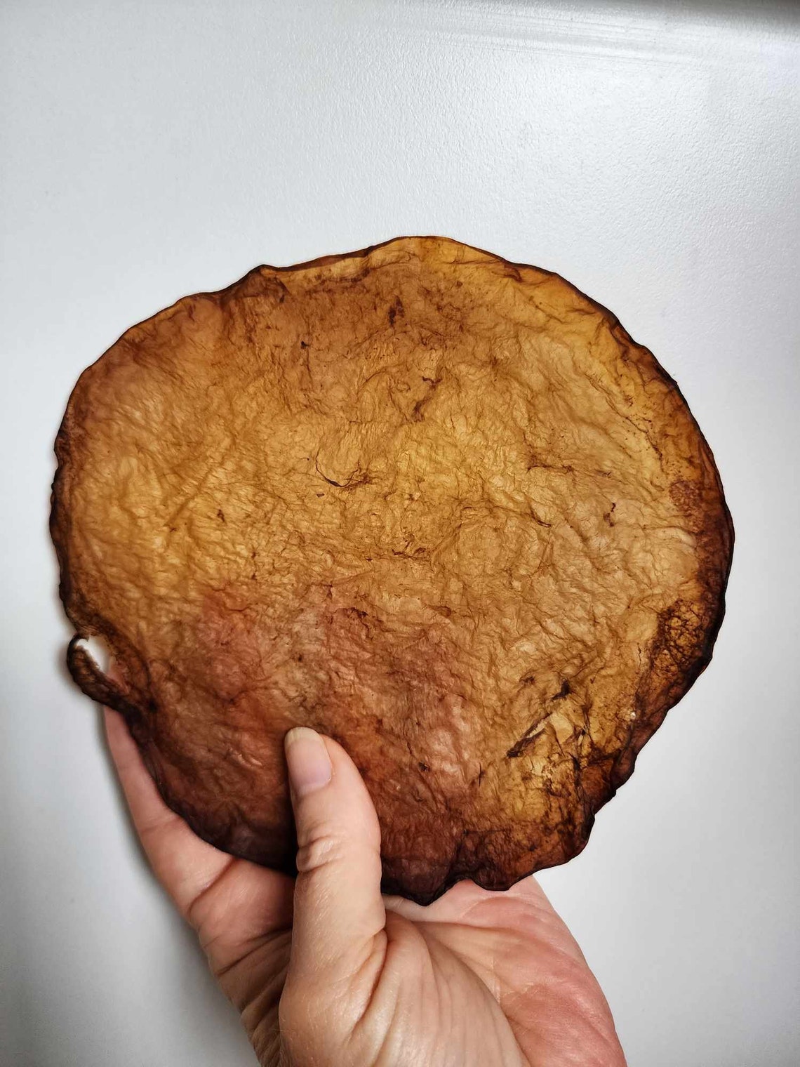 Kombucha Leather Dried Scoby for Your Creative Project - Vegan Friendly ...