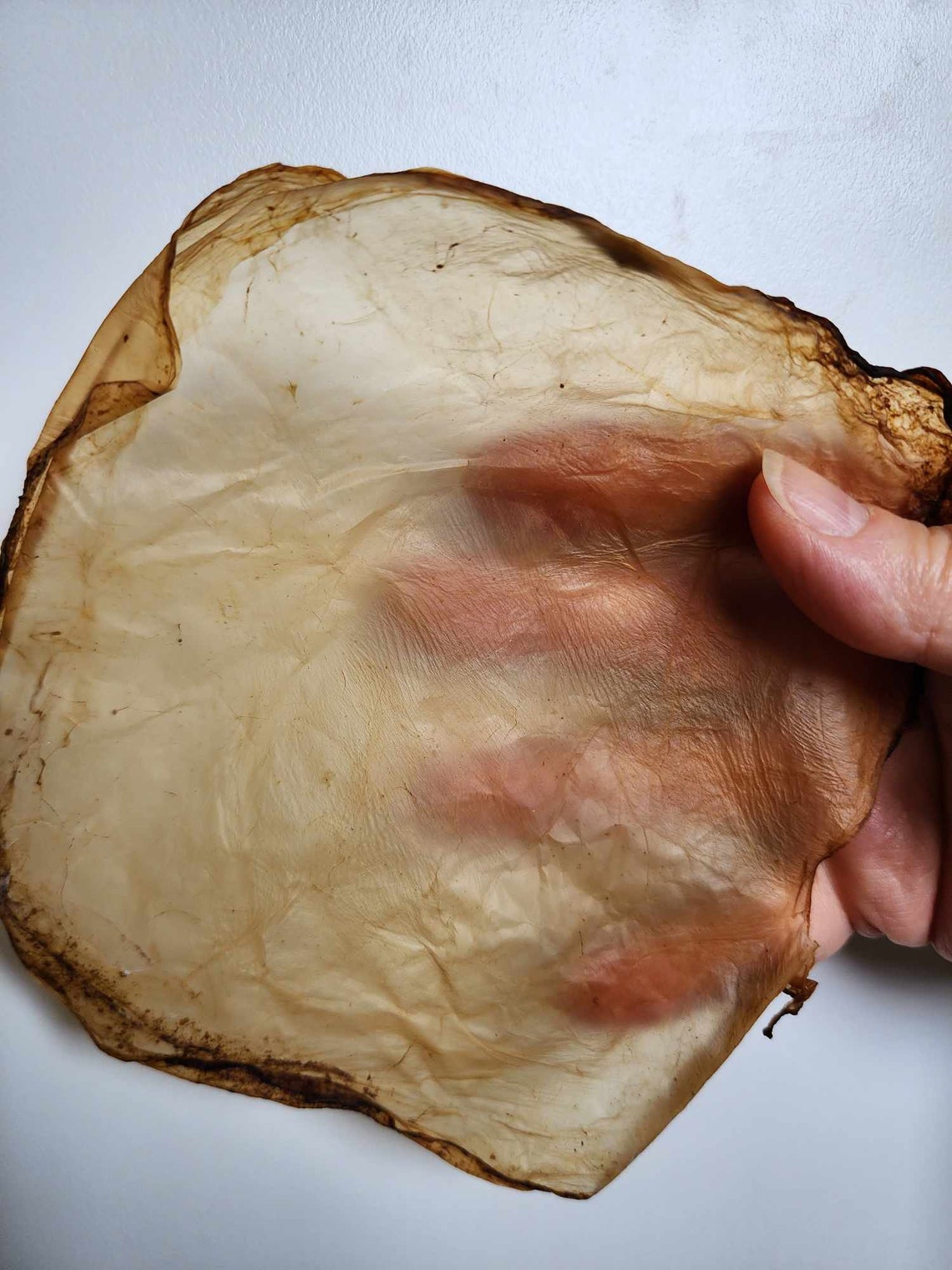 Kombucha Leather Dried Scoby for Your Creative Project - Vegan Friendly ...