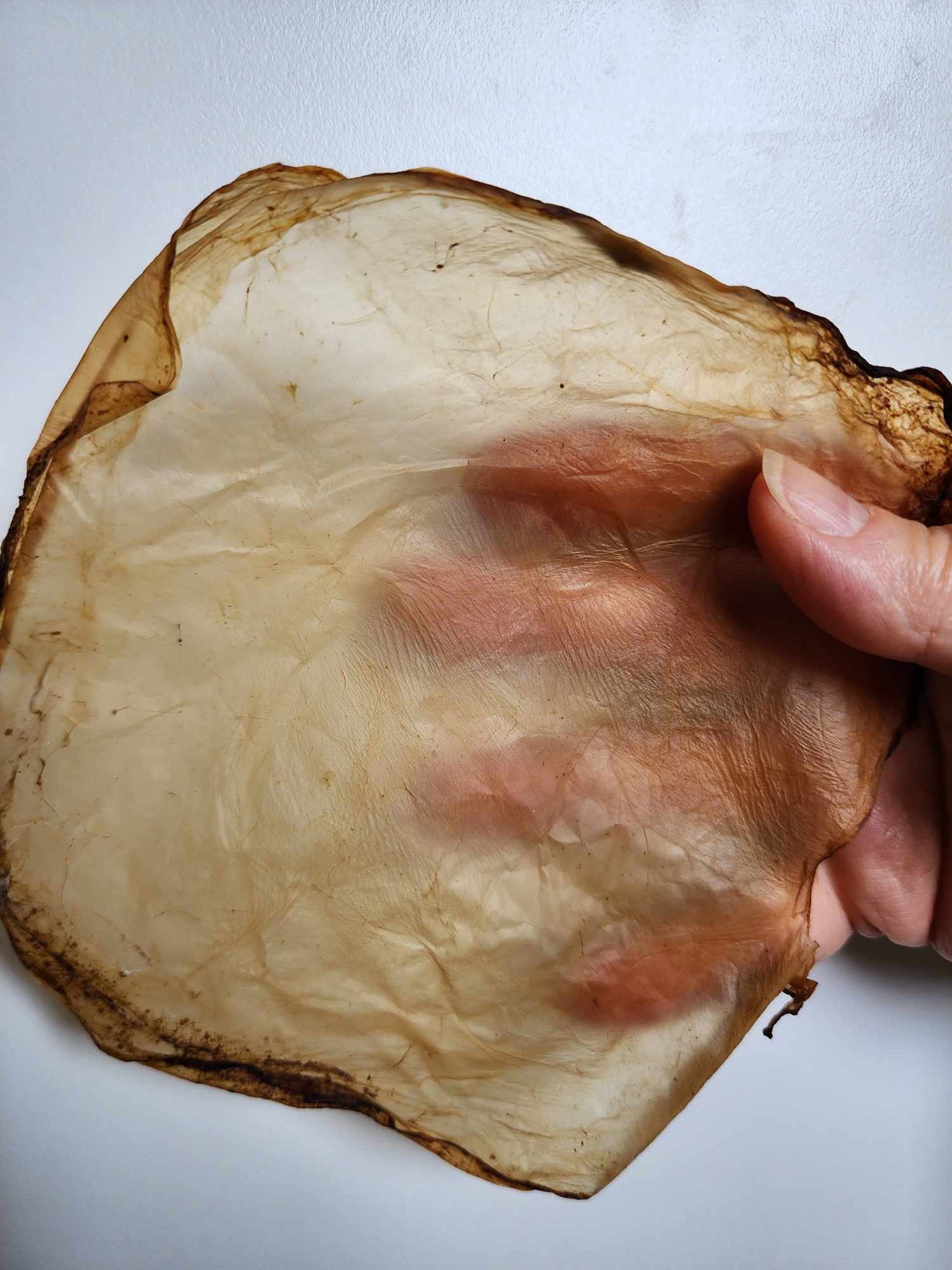 Kombucha Leather Dried Scoby for Your Creative Project - Vegan Friendly ...