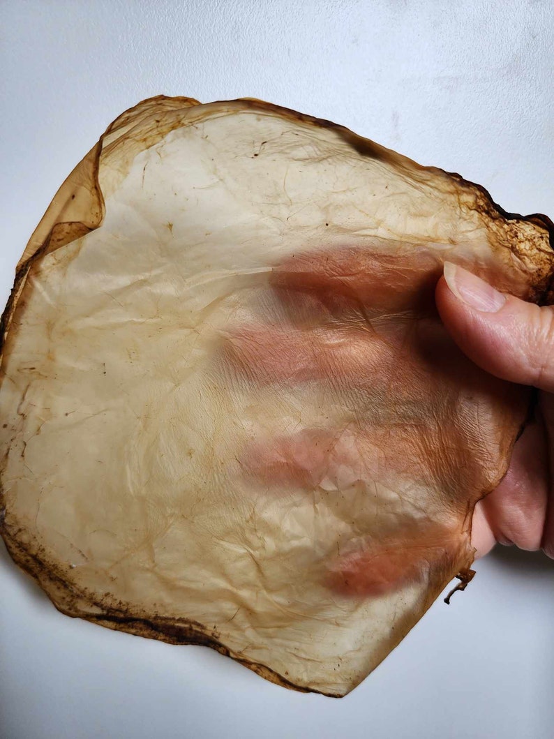 Kombucha Leather Dried Scoby for Your Creative Project - Vegan Friendly ...