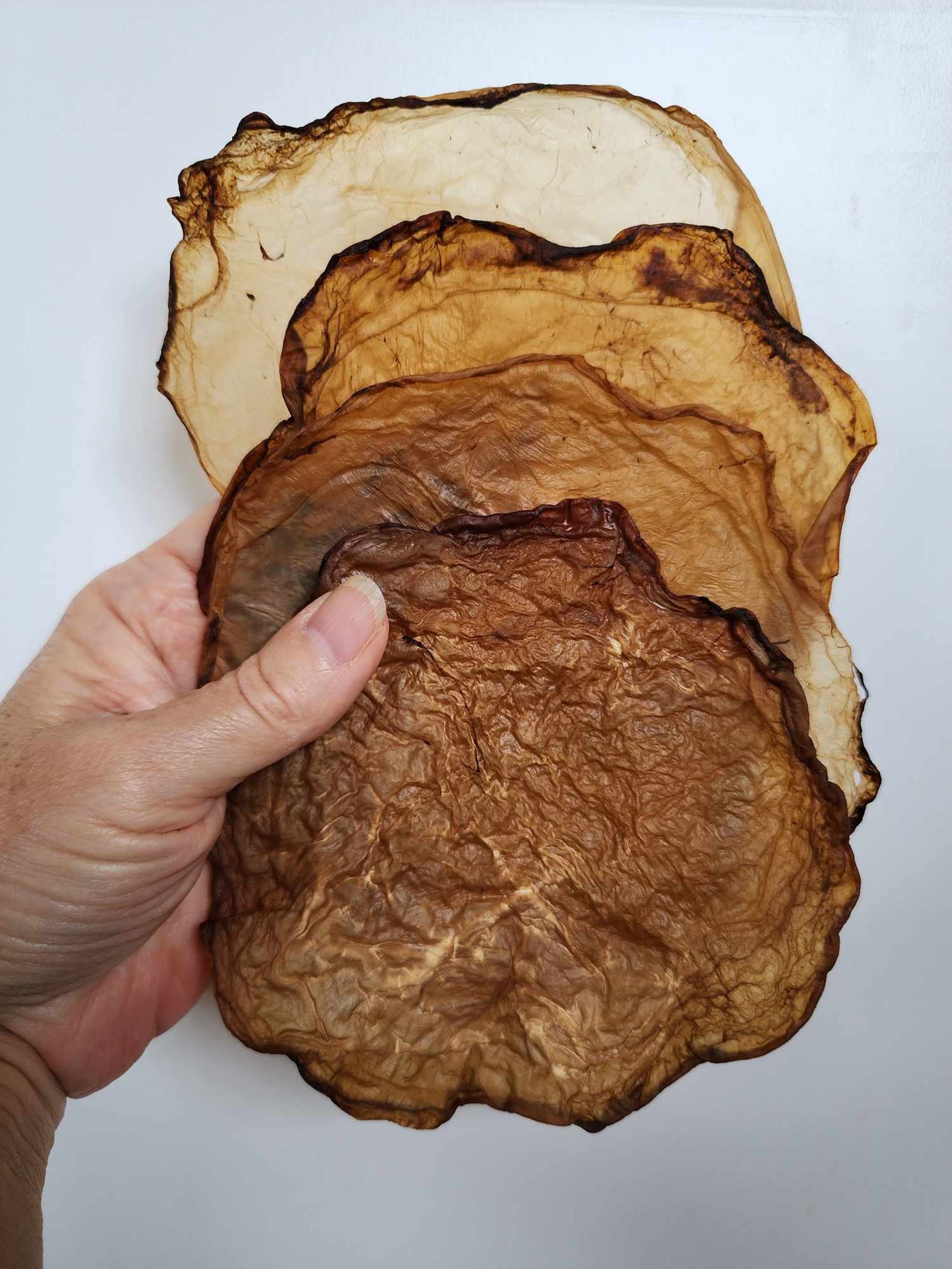 Kombucha Leather Dried Scoby for Your Creative Project - Vegan Friendly ...