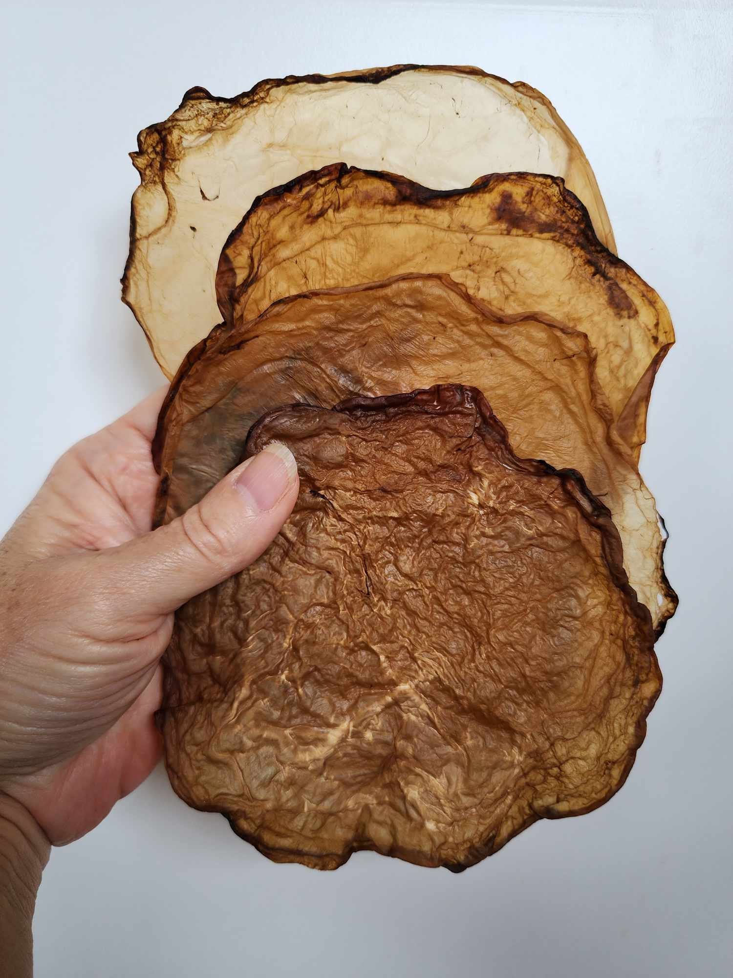 Kombucha Leather Dried Scoby for Your Creative Project - Vegan Friendly ...