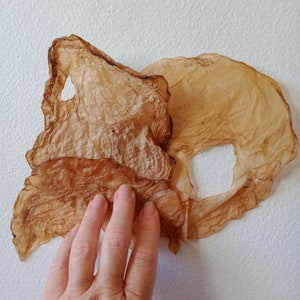 Kombucha Leather Dried Scoby for Your Creative Project - Vegan Friendly ...