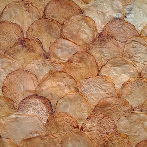 Kombucha Leather Dried Scoby for Your Creative Project - Vegan Friendly ...