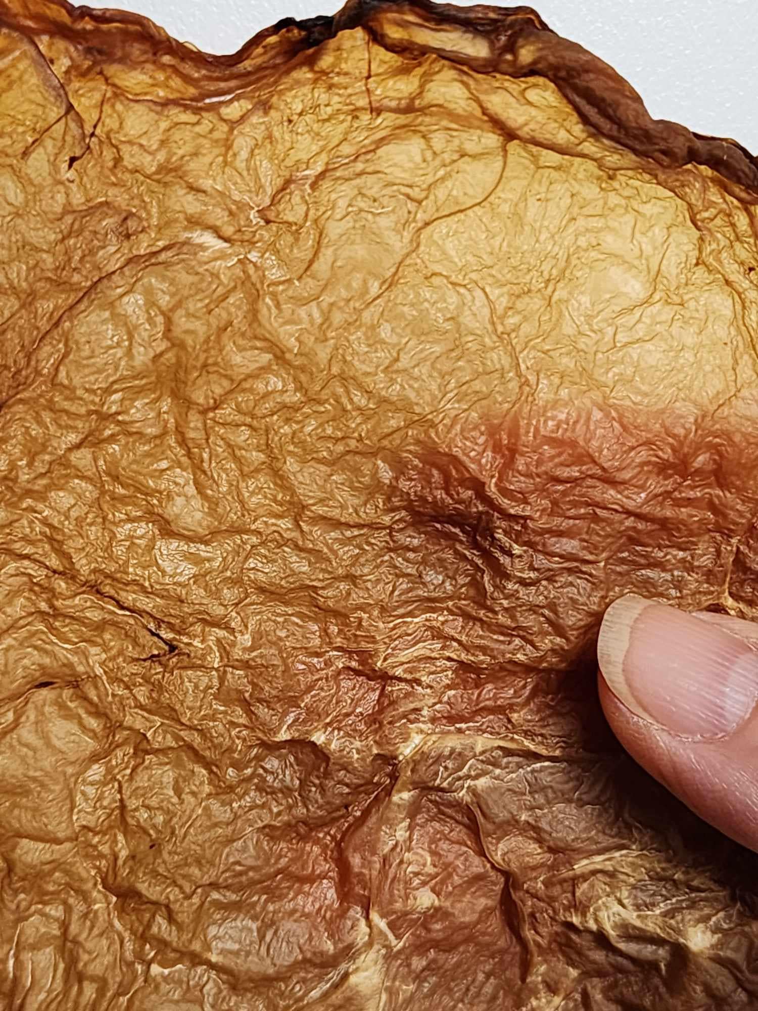 Kombucha Leather Dried Scoby for Your Creative Project - Vegan Friendly ...