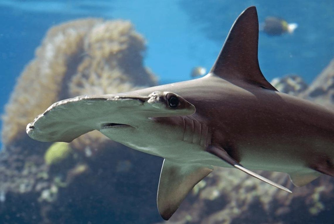 Three Headed Great White Hammerhead Goblin Shark Sticker (clear ...