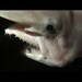Three Headed Great White Hammerhead Goblin Shark Sticker (clear ...