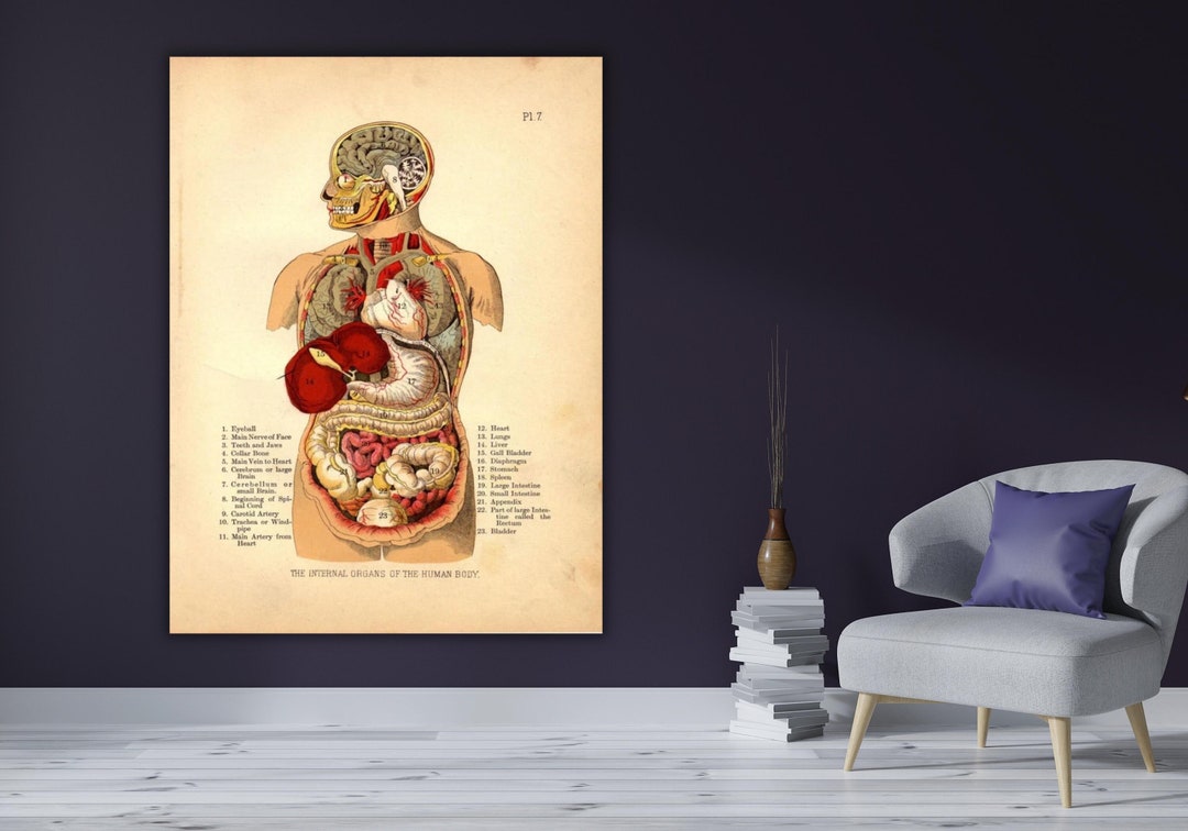 Organs Poster Art,study Rool Wall Art,internal Organs of the Human Body ...