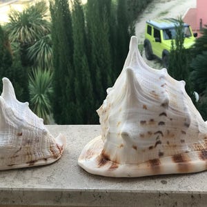 Conchiglia Gigante Cassis Cornuta, 500 Grammi (1,102 Libbre) Conchiglia ...