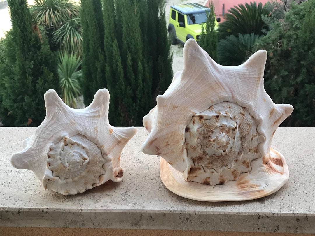 Conchiglia Gigante Cassis Cornuta, 500 Grammi (1,102 Libbre) Conchiglia ...