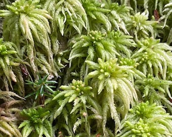Live Bog Moss Assortment Package Spoon Moss, Fern Moss and Sphagnum ...
