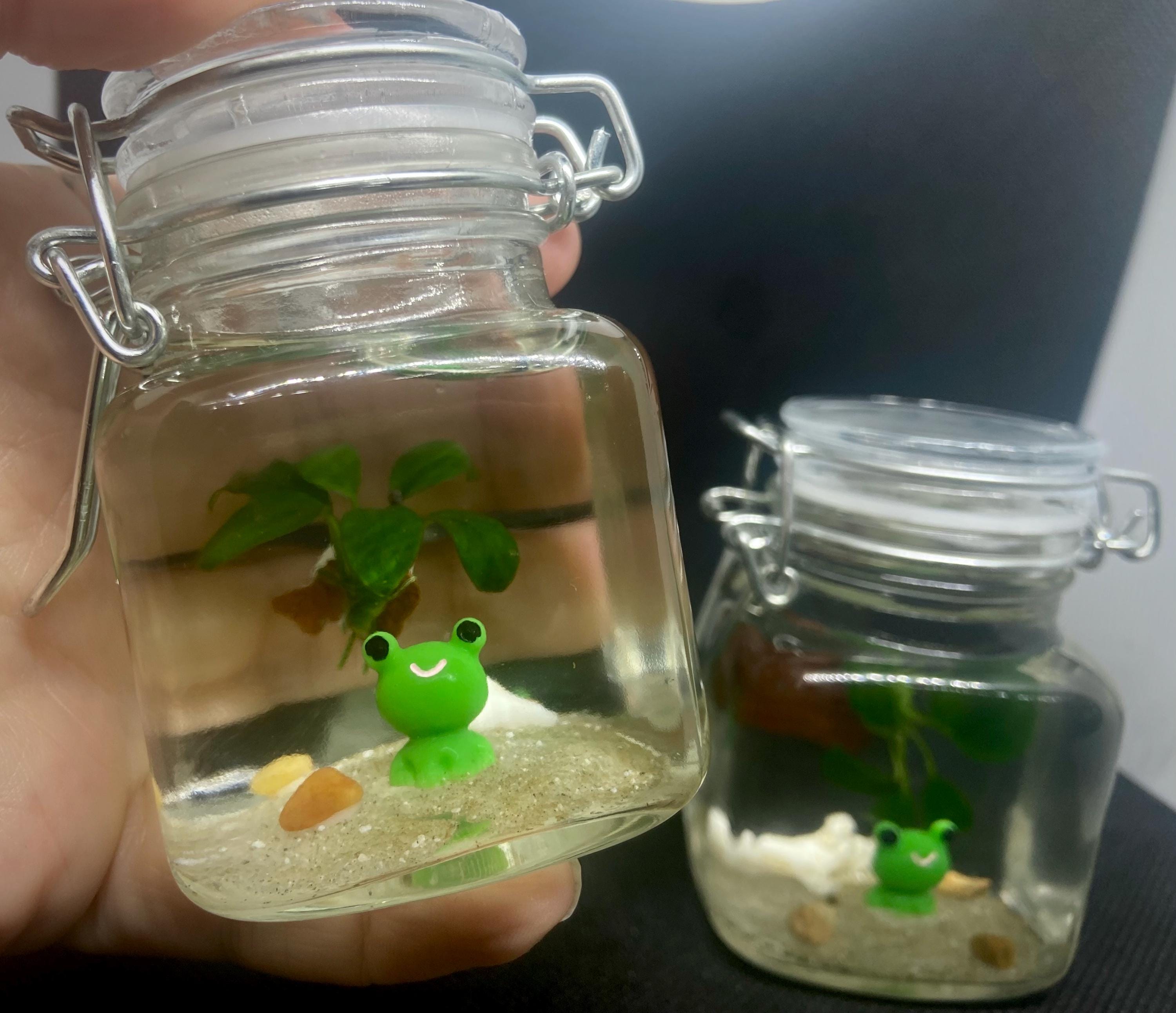 Miniature Live Snail Habitat Self Sustaining Miniature Aquarium With ...