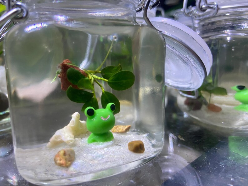 Miniature Live Snail Habitat Self Sustaining Miniature Aquarium With ...