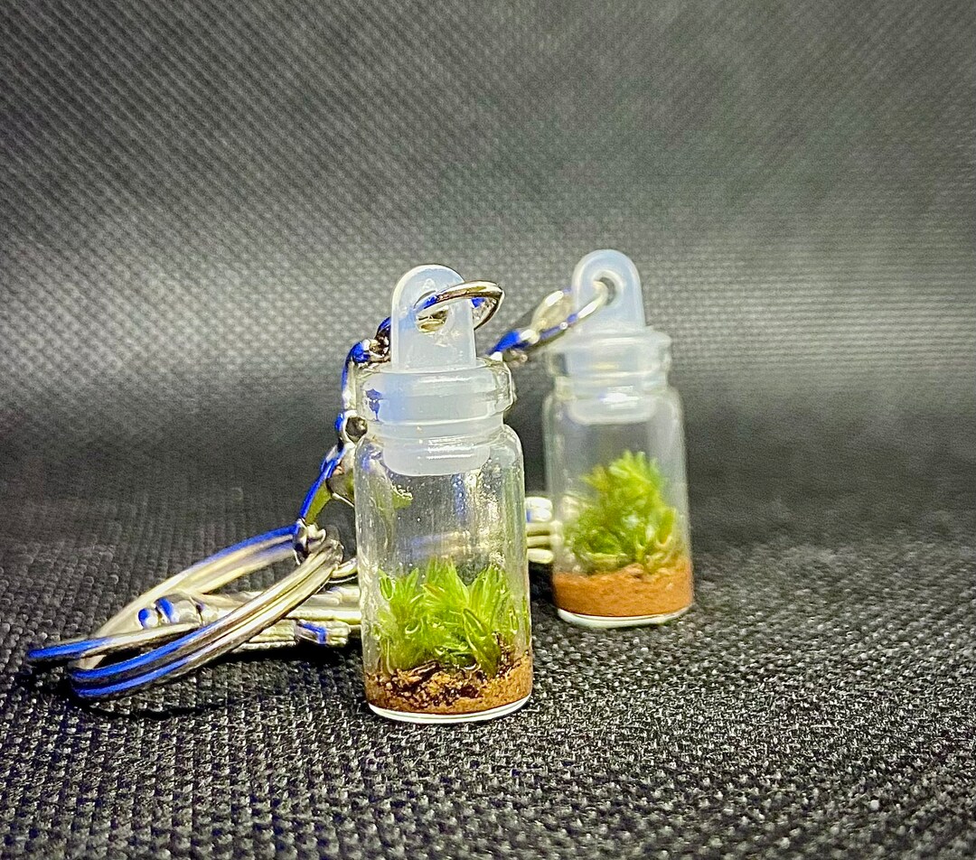 Miniature Terrarium Key Chain Live Moss Plant Gift Unique Gift Tiny ...