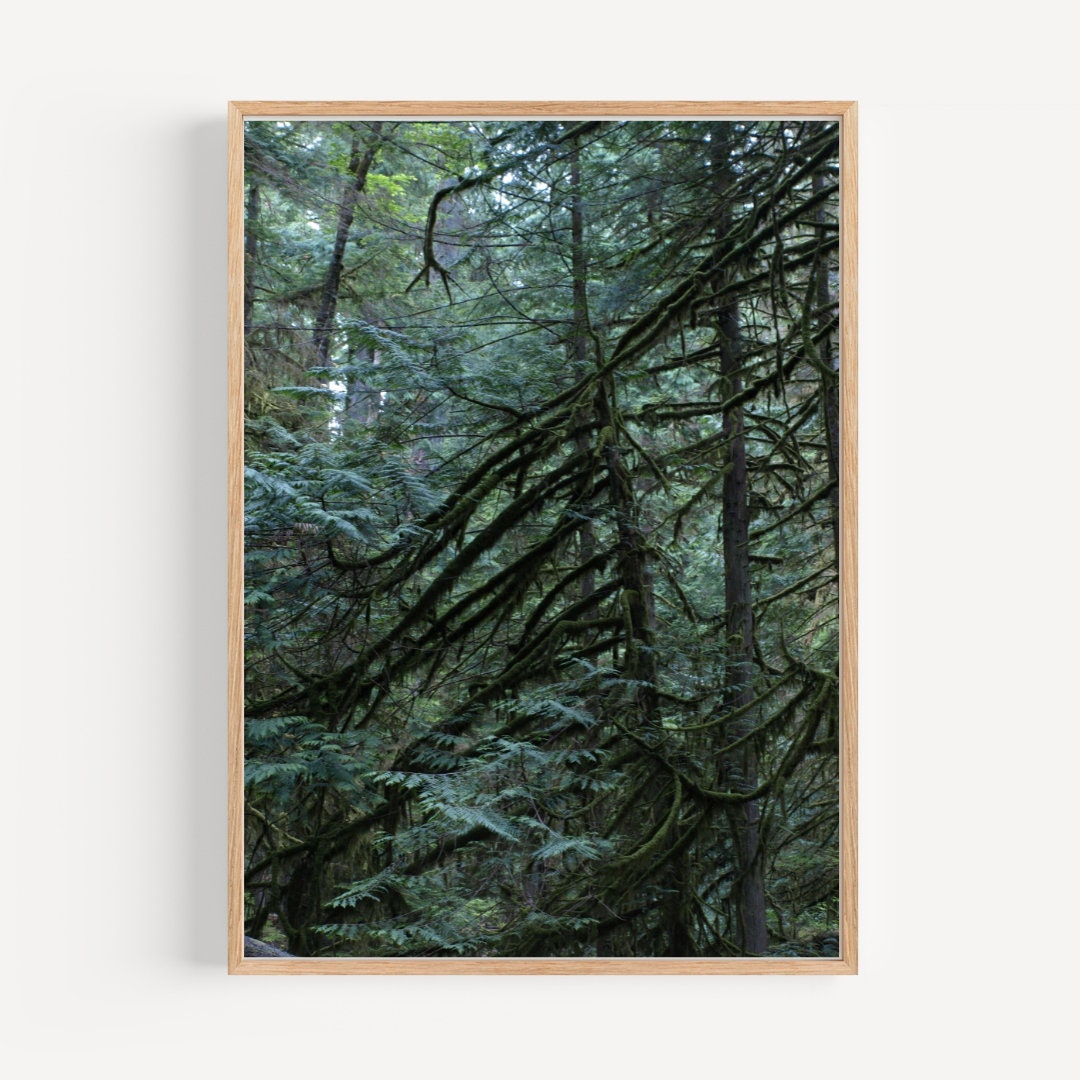 Pacific Northwest Art I Forest Scene I PNW Photography I Vancouver ...