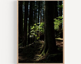 Pacific Northwest Art I Forest Scene I PNW Photography I Vancouver ...