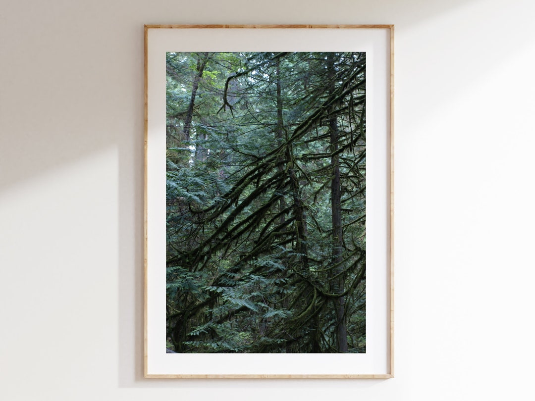Pacific Northwest Art I Forest Scene I PNW Photography I Vancouver ...