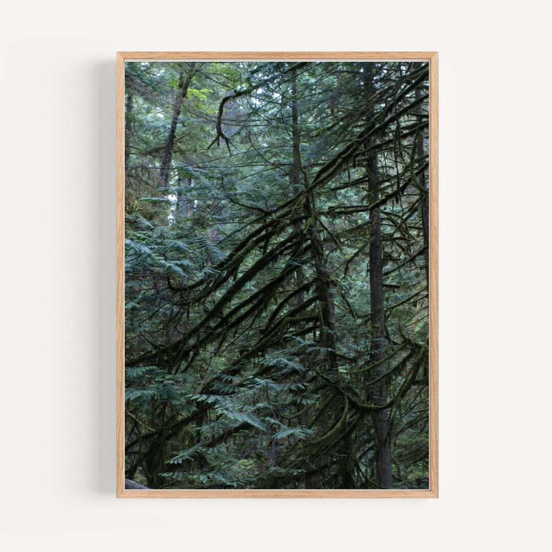 Pacific Northwest I Forest Scene I PNW I Vancouver, British Columbia I ...