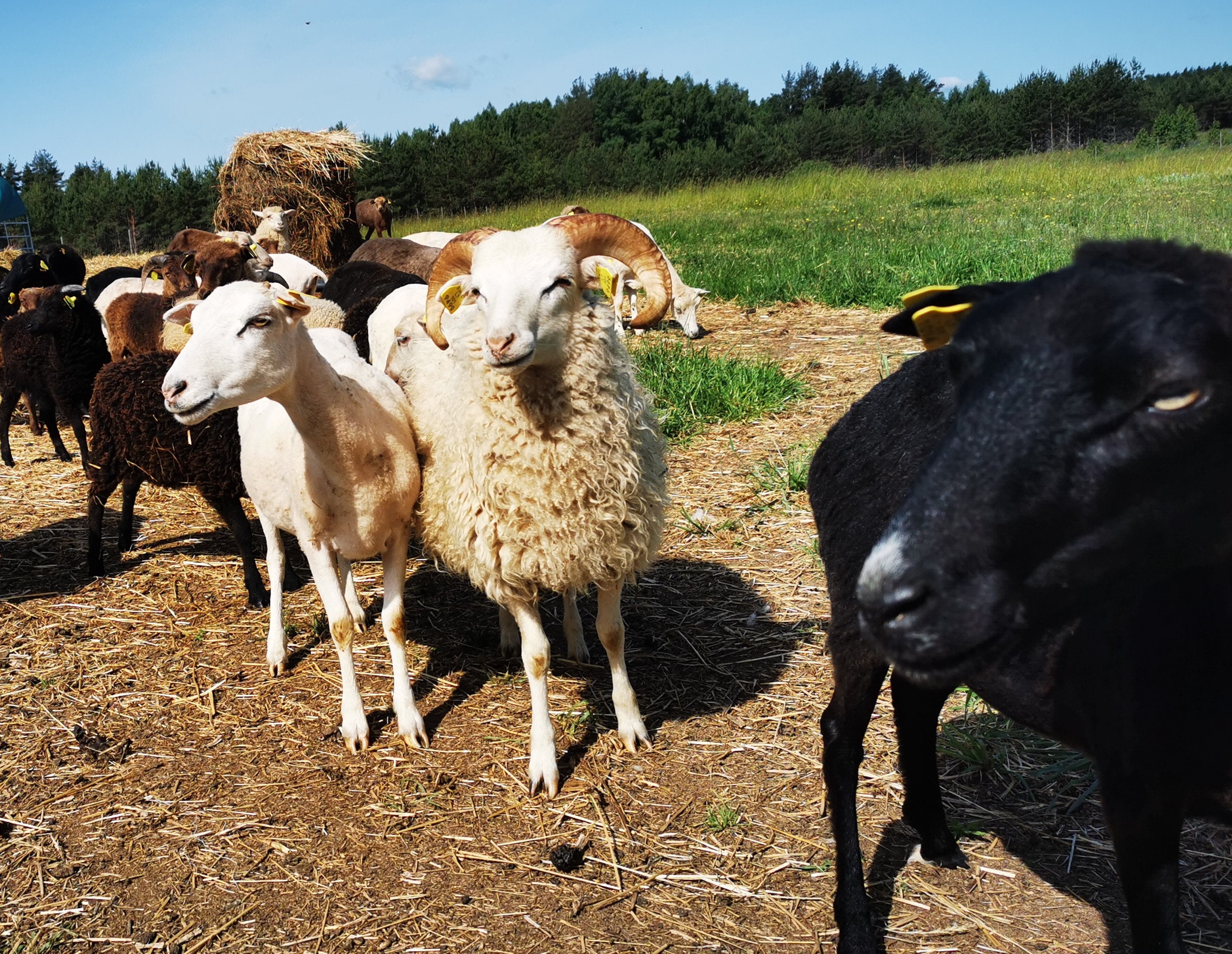 Natural Sheep Wool Mulch and Fertilizer for Pots, Greenhouses and ...