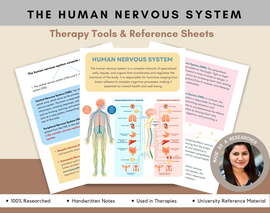 Human Nervous System Handouts, Neuroscience, Psychology Study Reference ...