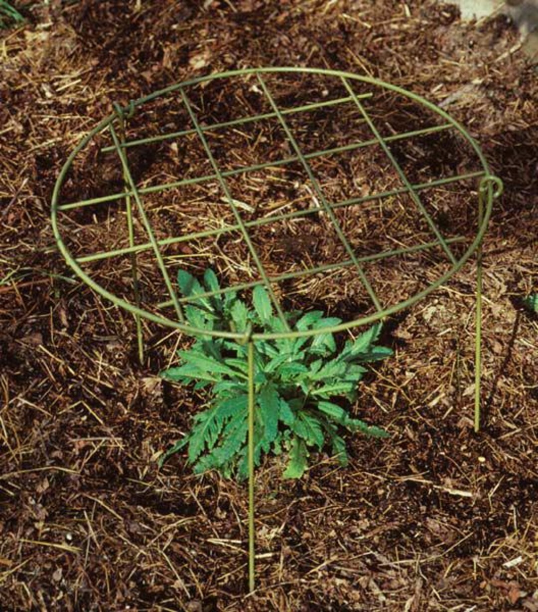 20” Grow Through Plant Support Rings (set of 4) Steel UK Made - Etsy