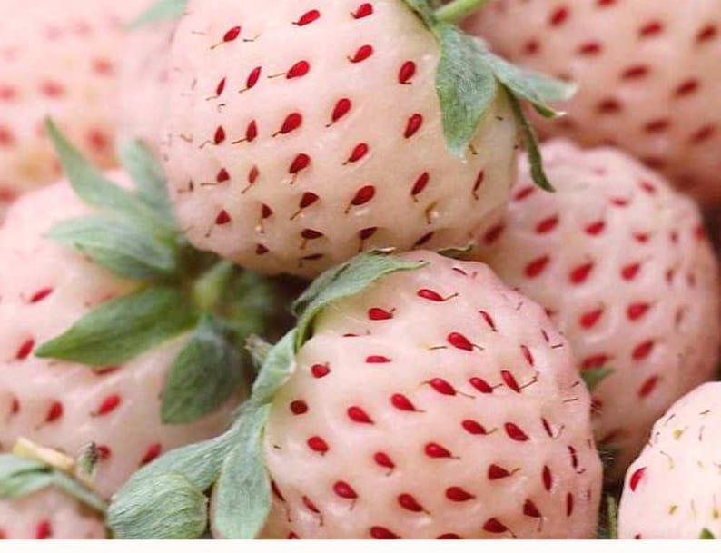 15 Pineapple Strawberry Plants. Bare Root. Exquisite Tasting. Hardy ...