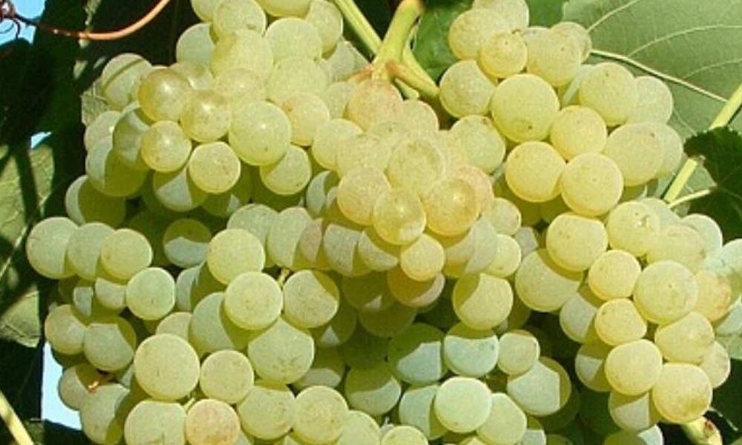 5 - Himrod Seedless Table Grape Plants, Bare Root. 12+ Inches ...