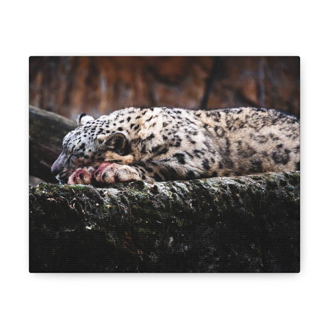 Napping Snow Leopard at Basel Zoo, Switzerland - Photography Canvas ...