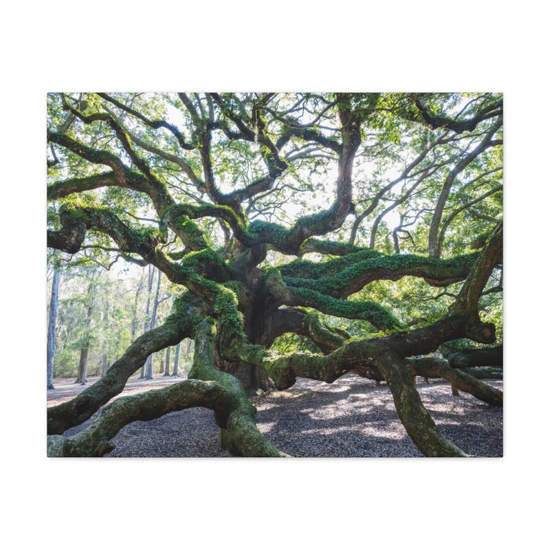 Angel Oak - Etsy