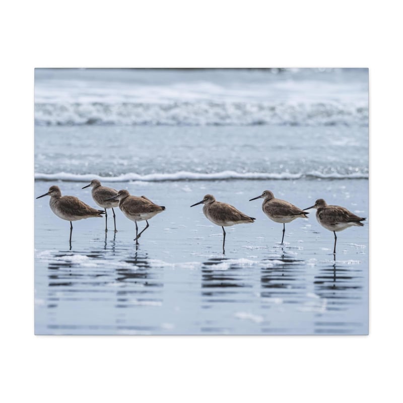 Sandpiper Canvas Art - Etsy